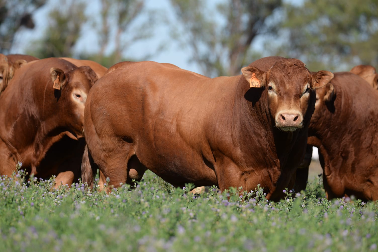 Limousin estará en La Rural de Palermo, con más animales de pedigree de ...