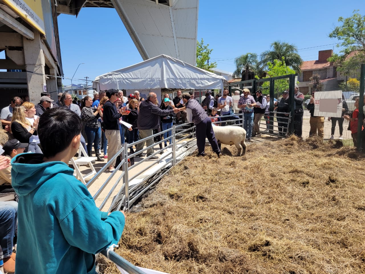 Concluyó la fiesta del sector ovino con Jura de Clasificación y remate ...