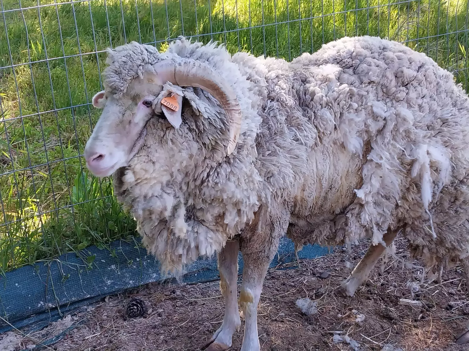 Prácticas para prevenir el contagio de sarna ovina – Ganados & Carnes