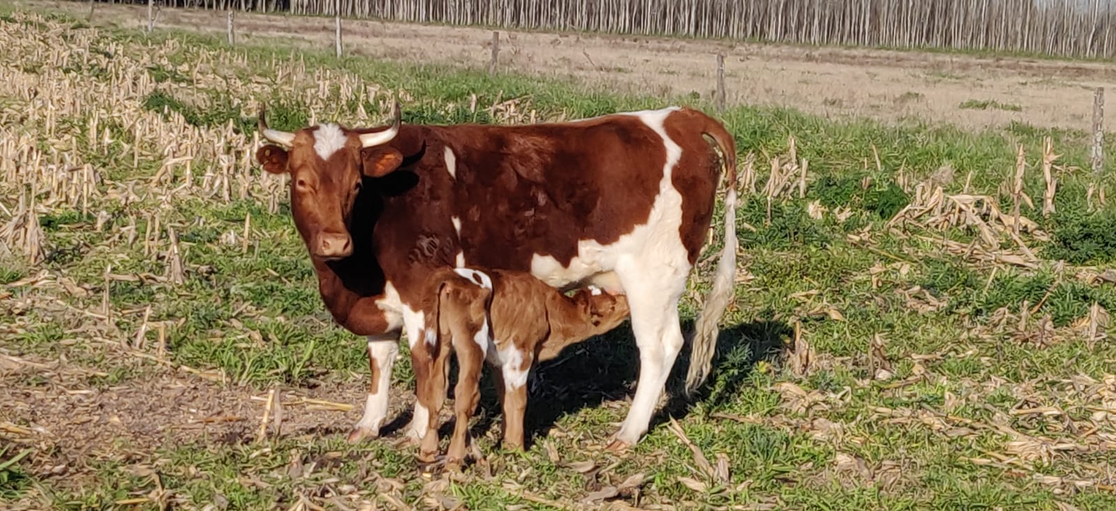 La raza Bovina Criolla tiene un nuevo ejemplar, nació el ternero de La ...